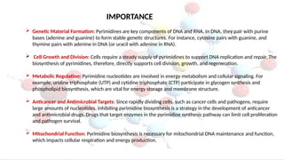 Biosynthesis of Pyrimidine with steps.ppt | Chemistry | Science