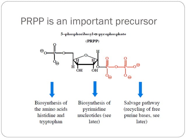 biosynthesis_of_ribonucleotides_and_deoxyribonucleotides.pdf