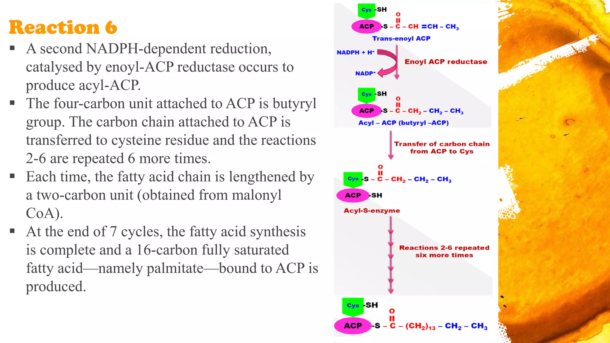 Fatty Acid Synthase Catalyses Four Reactions