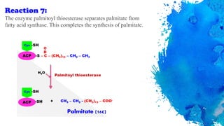 Biosynthesis of saturated fatty acid (de novo synthesis of fatty acids ...