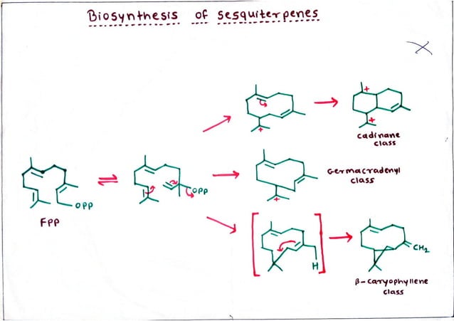 Biosynthesis of Sesquiterpenes