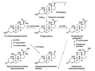 Biosynthesis of steroids | PPT