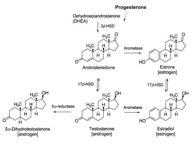 Biosynthesis of steroids | PPT | Hormonal Disorders | Endocrine and Metabolic Diseases