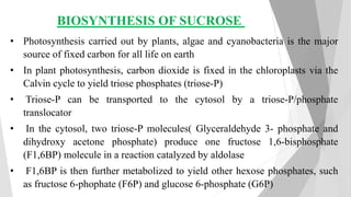 BIOSYNTHESIS OF SUCROSE IN PLANTSN BACTERIA | PDF
