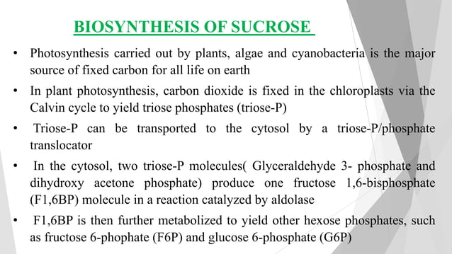 BIOSYNTHESIS OF SUCROSE IN PLANTSN BACTERIA | PPT