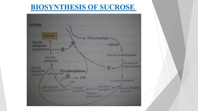 BIOSYNTHESIS OF SUCROSE IN PLANTSN BACTERIA | PPT
