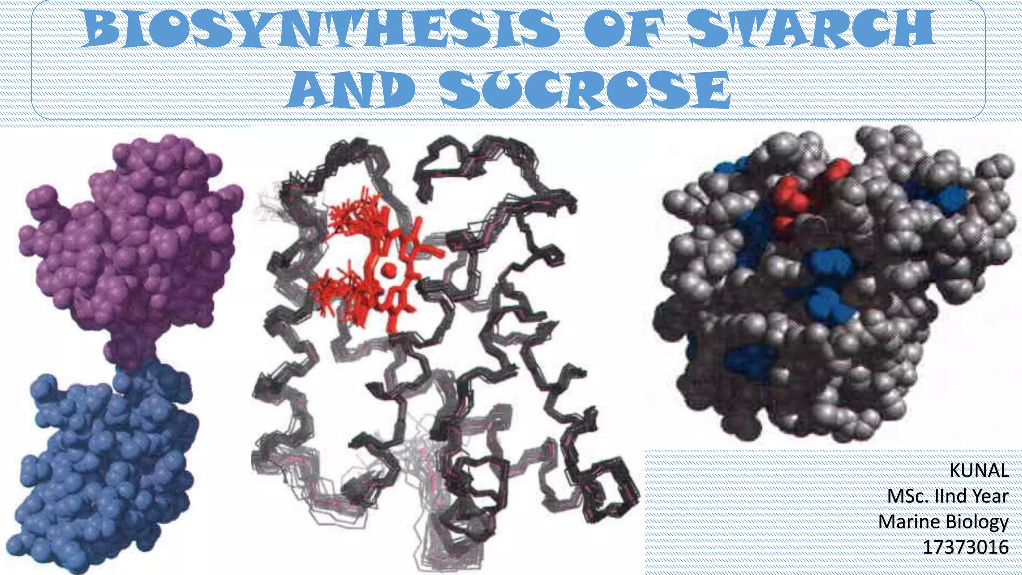 Biosynthesis of sucrose and starch | PDF