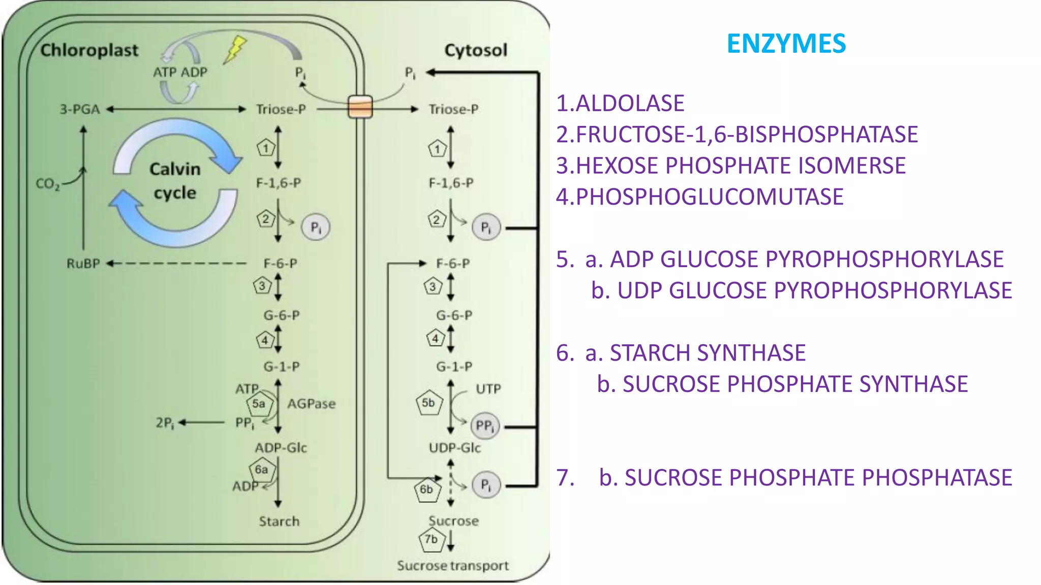 Biosynthesis of sucrose and starch | PDF