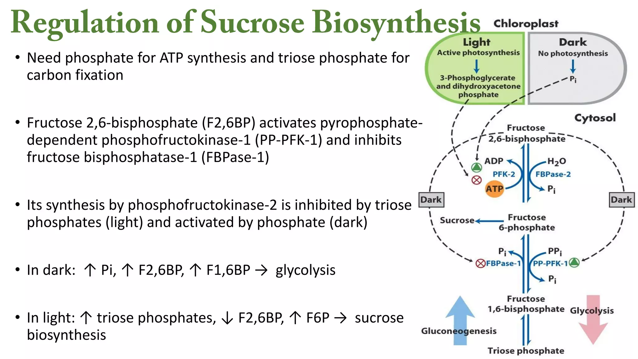 Biosynthesis of sucrose and starch | PDF