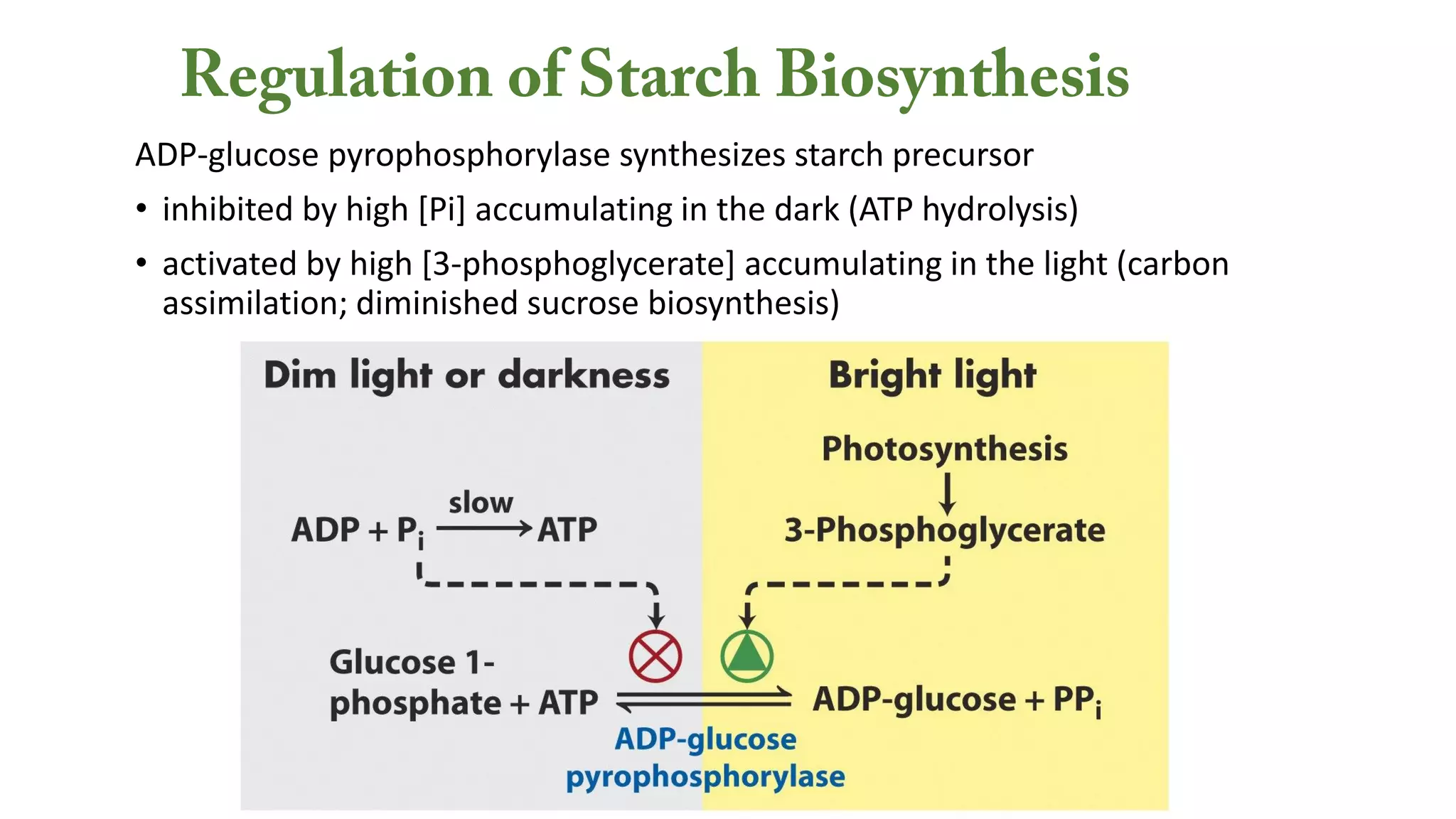 Biosynthesis of sucrose and starch | PDF