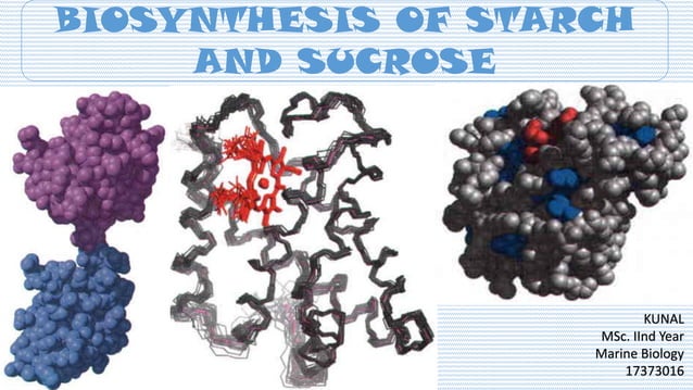 Biosynthesis of sucrose and starch | PDF | Chemistry | Science