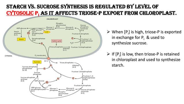 Biosynthesis of sucrose and starch | PDF | Chemistry | Science