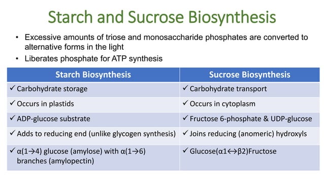 Biosynthesis of sucrose and starch | PDF | Chemistry | Science