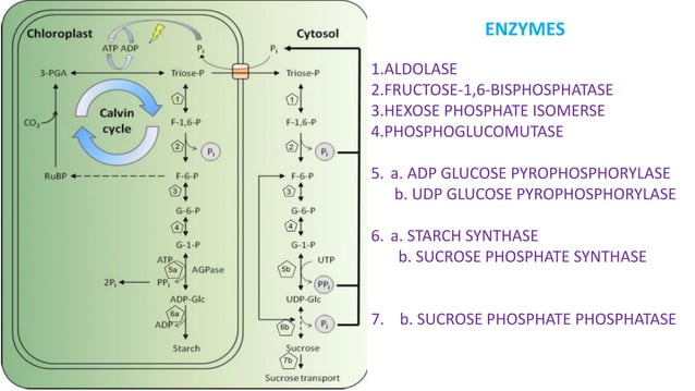 Biosynthesis of sucrose and starch | PDF | Chemistry | Science