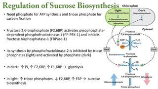 Biosynthesis of sucrose and starch | PDF