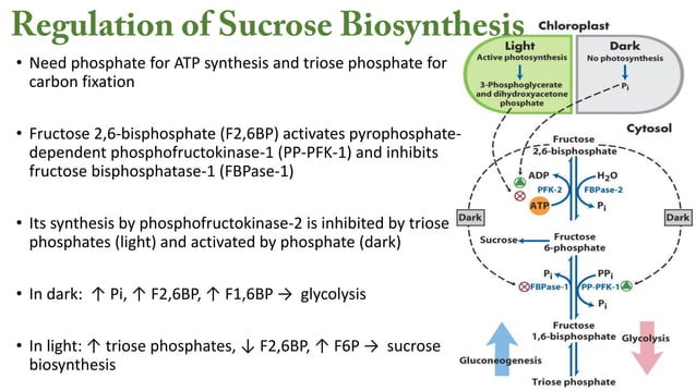 Biosynthesis of sucrose and starch | PDF | Chemistry | Science