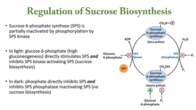 Biosynthesis of sucrose and starch | PDF | Chemistry | Science