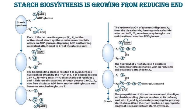 Biosynthesis of sucrose and starch | PDF | Chemistry | Science