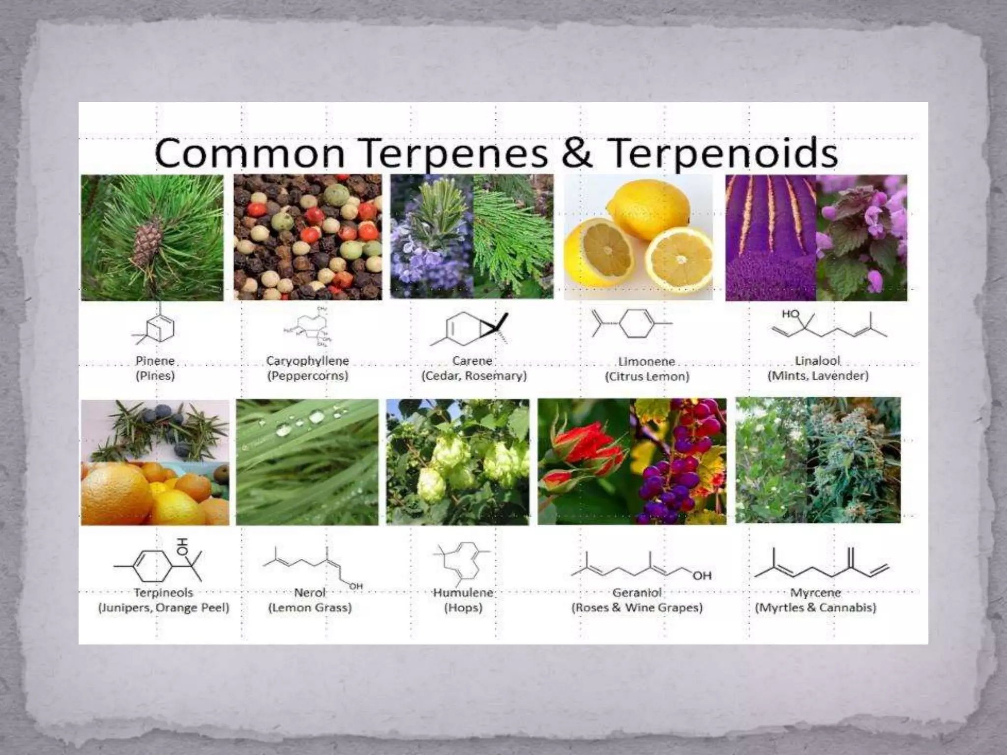 Biosynthesis of terpenes | PPTX