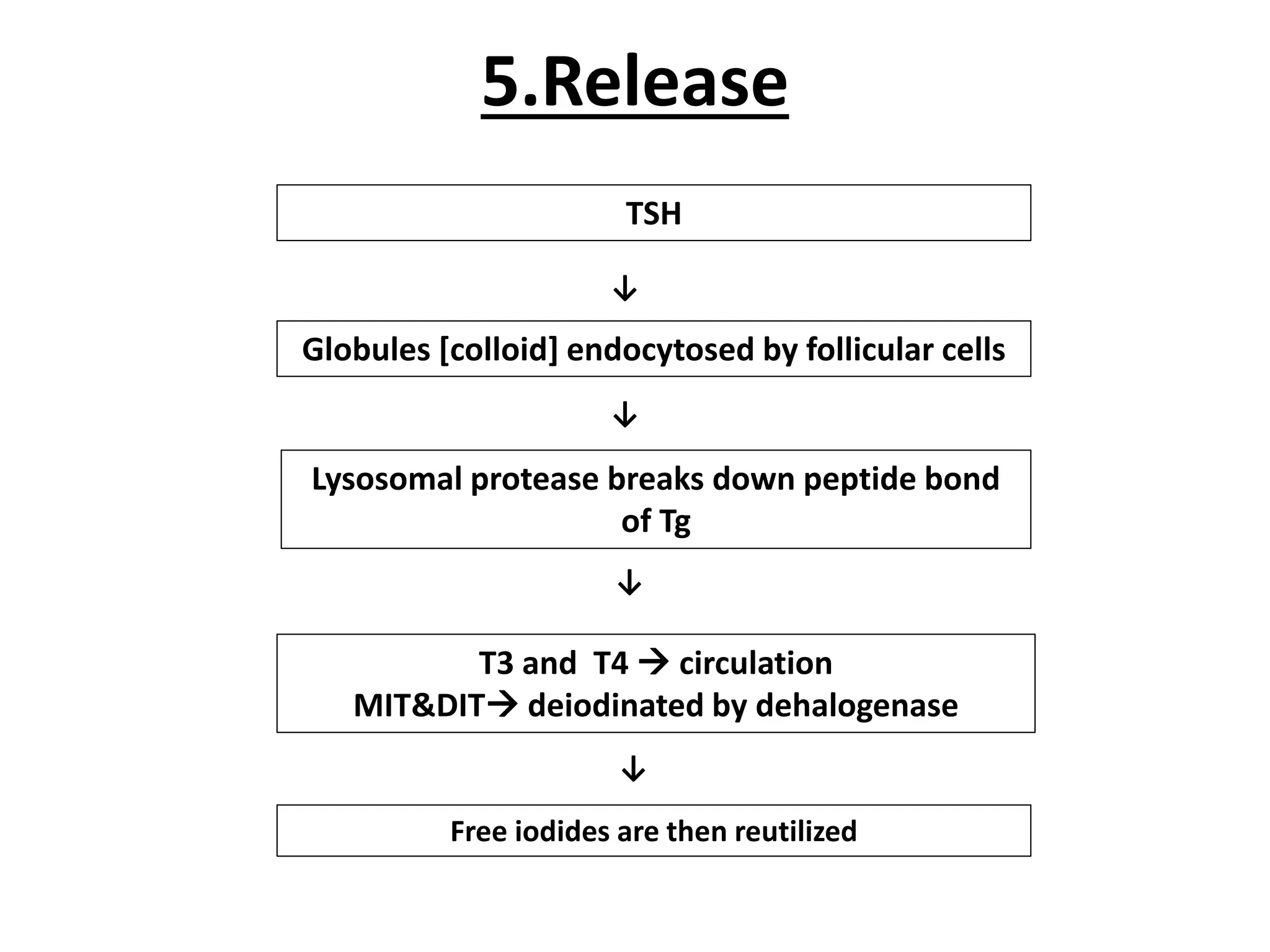 Thyroid hormone synthesis in our body@ mbbs | PPTX