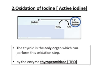 Thyroid hormone synthesis in our body@ mbbs | PPTX