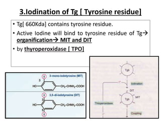 Thyroid hormone synthesis in our body@ mbbs | PPTX