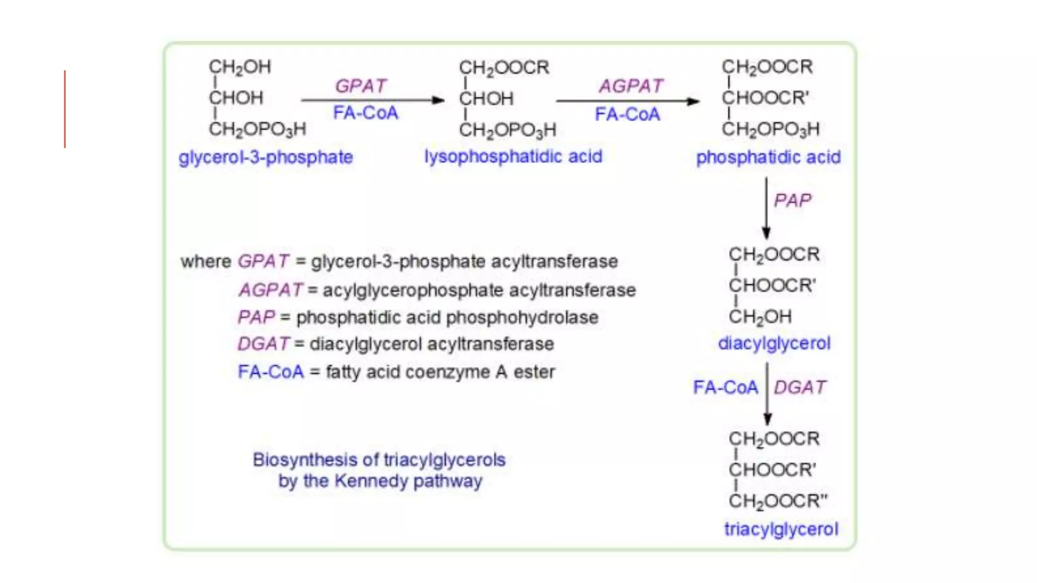 Biosynthesis of triacylglycerol | PPTX