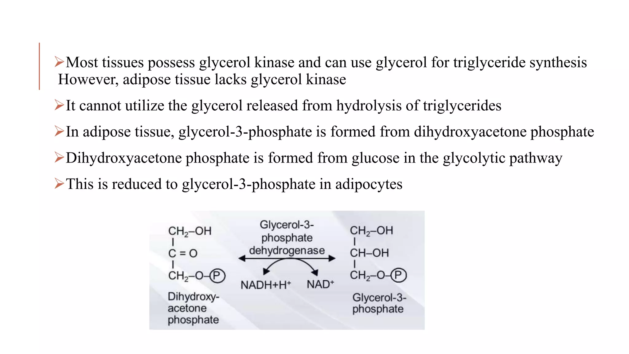 Biosynthesis of triacylglycerol | PPTX