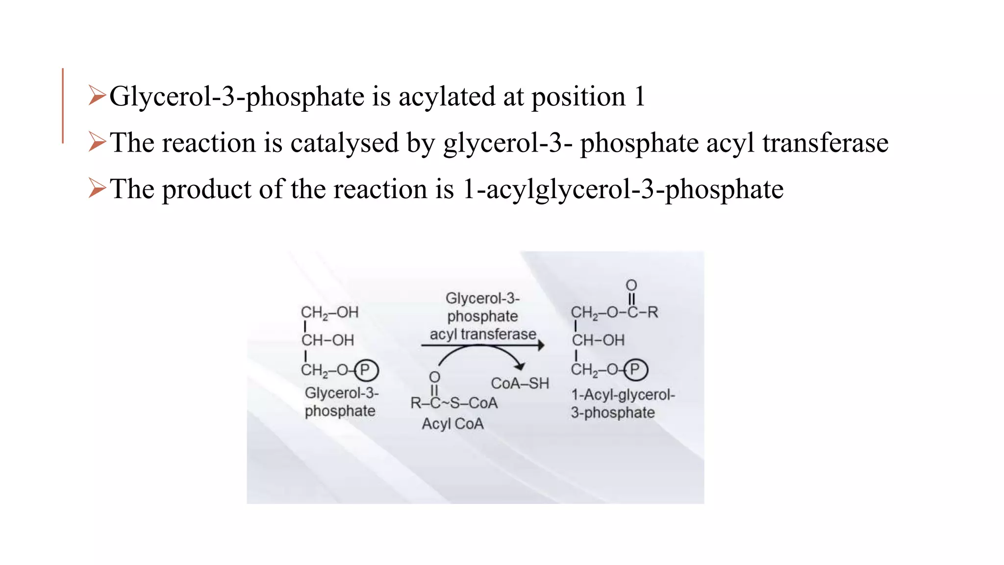 Biosynthesis of triacylglycerol | PPTX