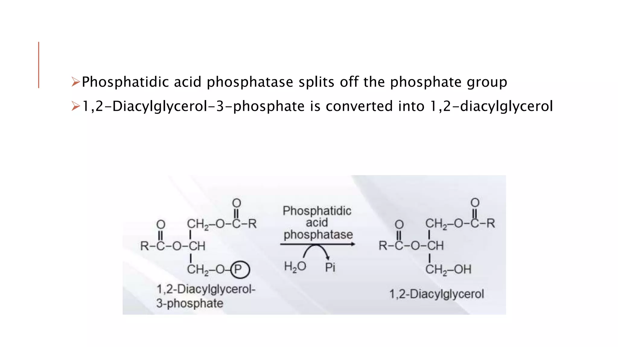 Biosynthesis of triacylglycerol | PPTX