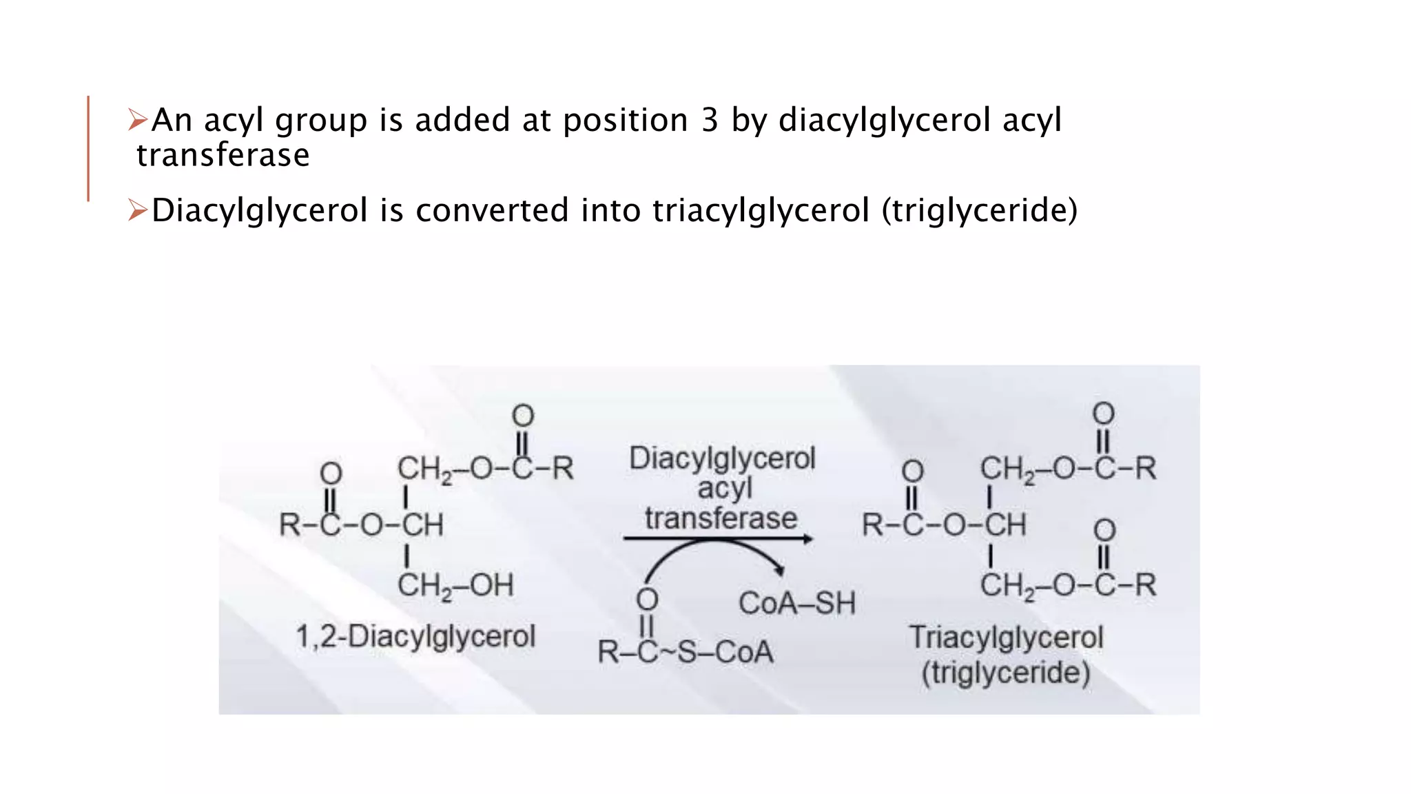 Biosynthesis of triacylglycerol | PPTX