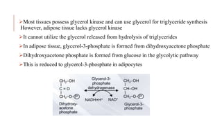Biosynthesis of triacylglycerol | PPTX