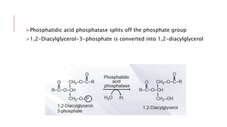 Biosynthesis of triacylglycerol | PPTX