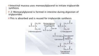 Biosynthesis of triacylglycerol | PPTX