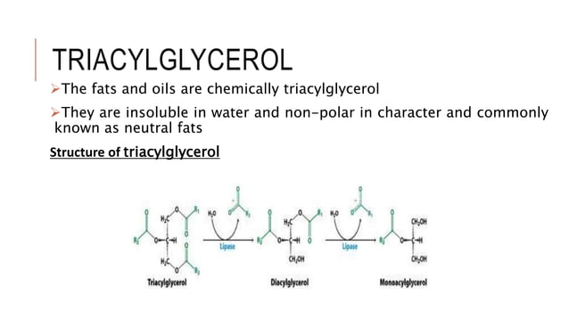 Biosynthesis of triacylglycerol | PPTX | Chemistry | Science