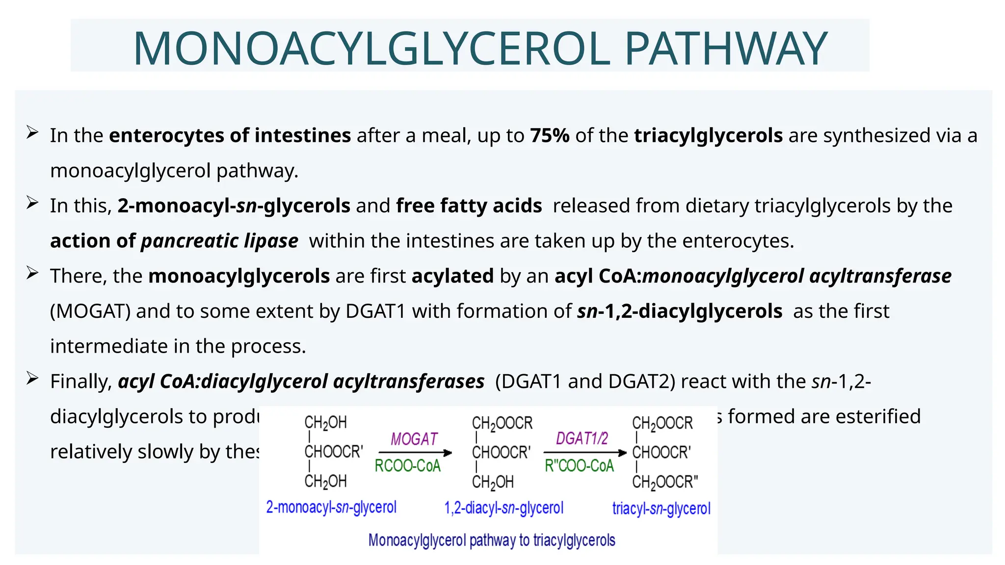 Biosynthesis of Triglycerides- Microbial Nutrition.pptx
