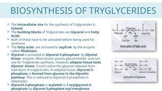 Biosynthesis of Triglycerides- Microbial Nutrition.pptx