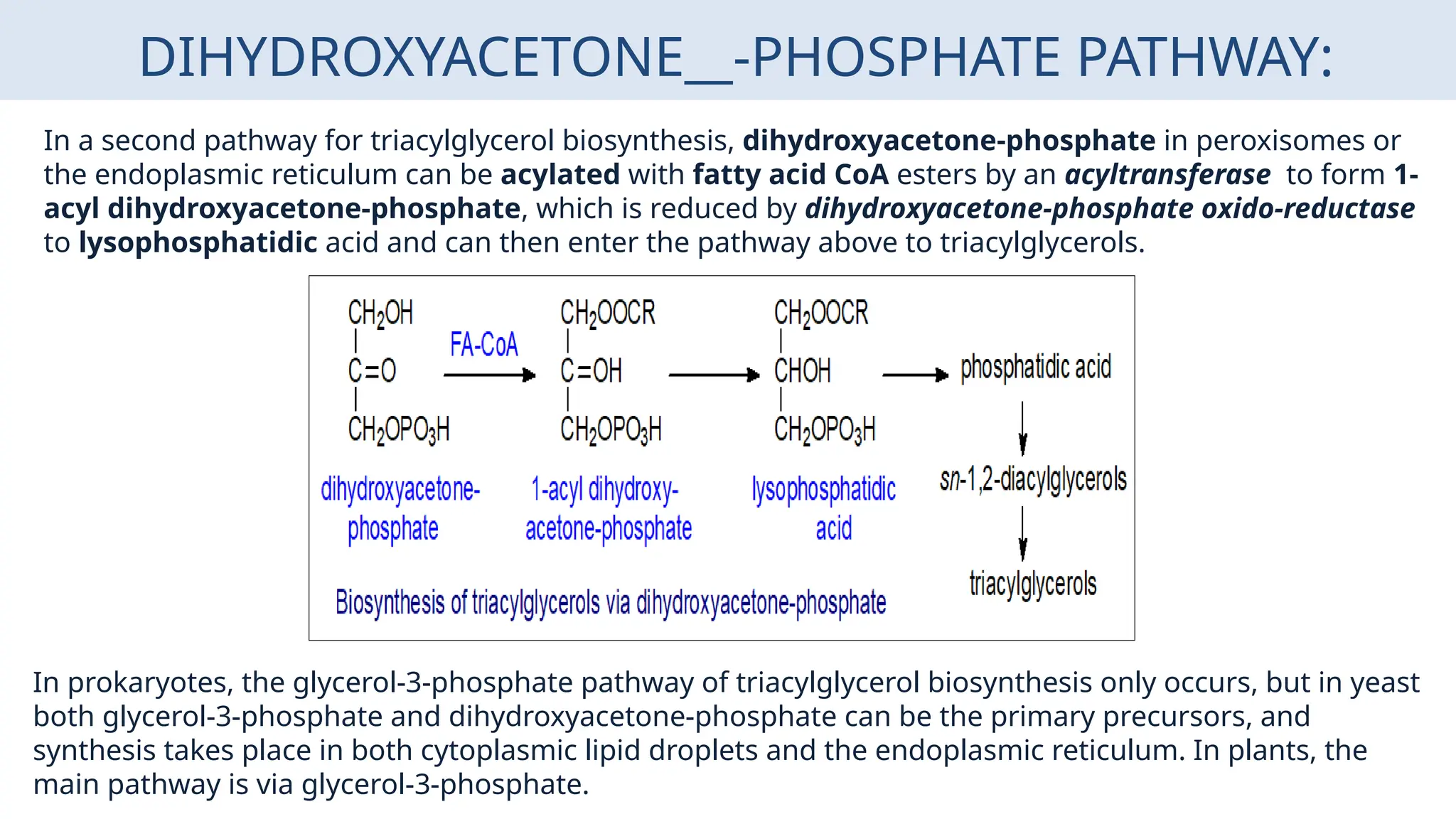 Biosynthesis of Triglycerides in three different mechanisms | PPTX
