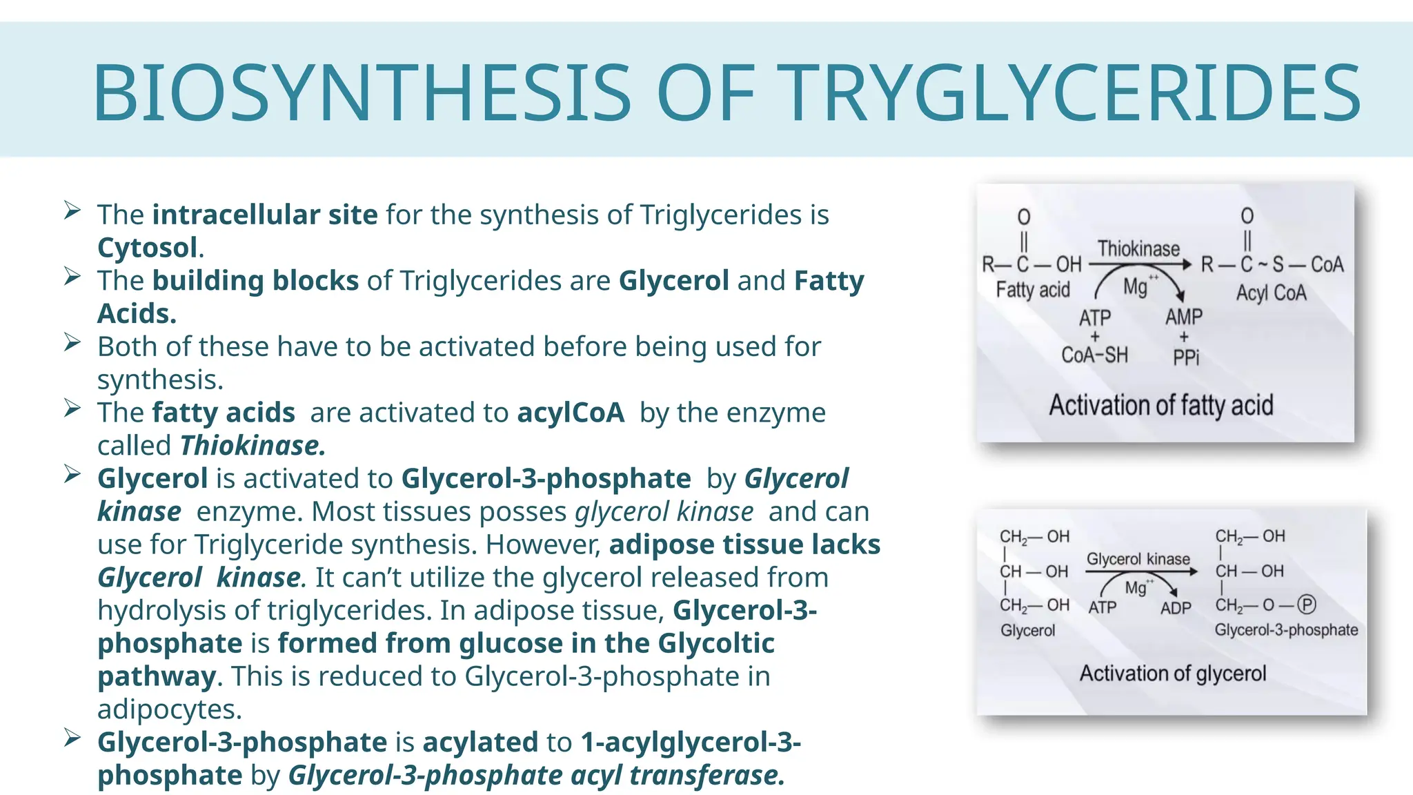 Biosynthesis of Triglycerides in three different mechanisms | PPTX