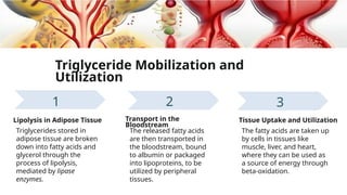 Biosynthesis of Triglycerides in three different mechanisms | PPT