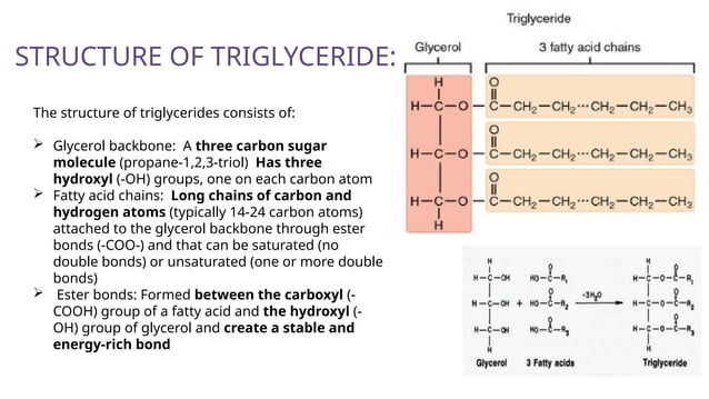 Biosynthesis of Triglycerides in three different mechanisms | PPTX