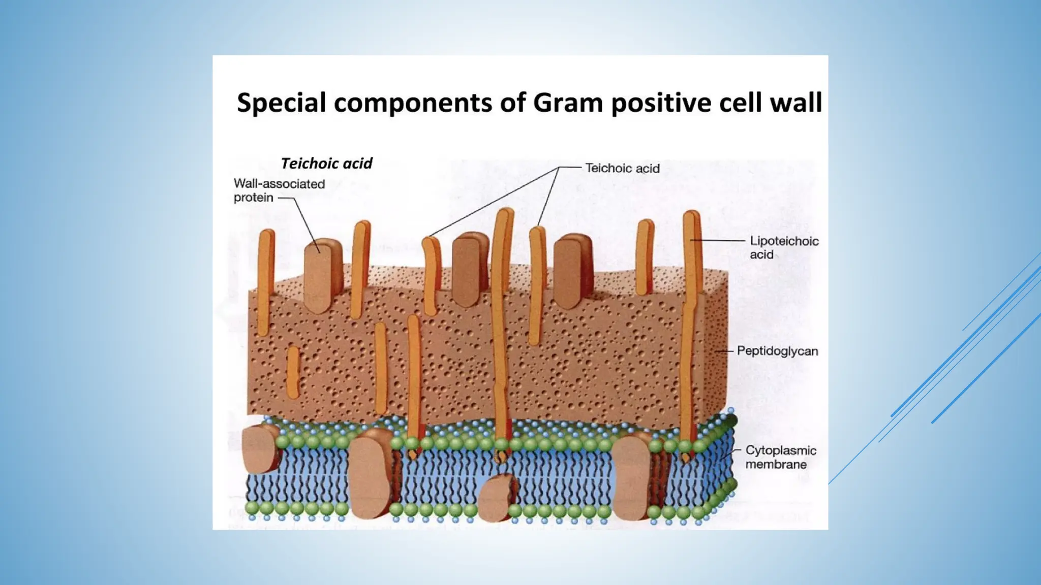 biosynthesis of the cell wall and antibiotics | PPT