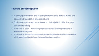 biosynthesis of the cell wall and antibiotics | PDF