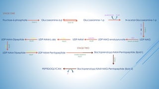 biosynthesis of the cell wall and antibiotics | PPT