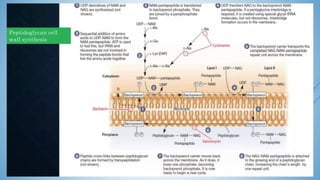 biosynthesis of the cell wall and antibiotics | PDF