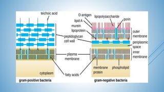 biosynthesis of the cell wall and antibiotics | PPT