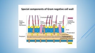 biosynthesis of the cell wall and antibiotics | PDF