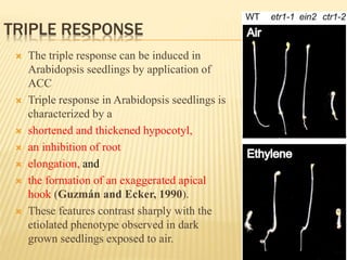 Biosynthesis, translocation, physiological role in cell level, basic ...