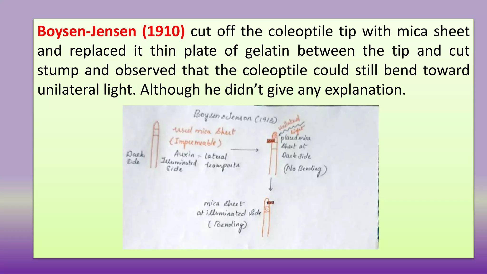 Biosynthesis, Translocation, Physiology role in cell.pptx | Gardening ...