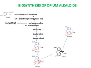Biosynthetic classification of alkaloids | PPTX